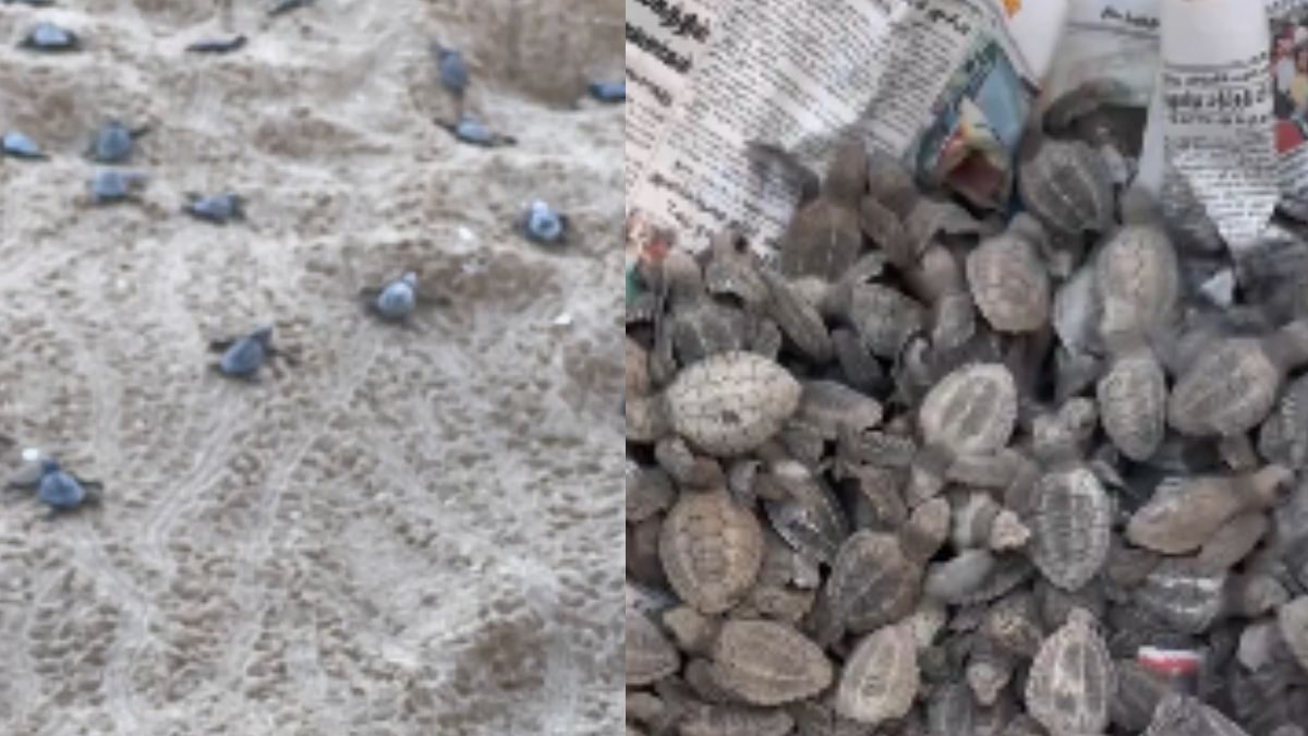 Video Of Baby Turtles Making Their First Voyage Will Give You ...