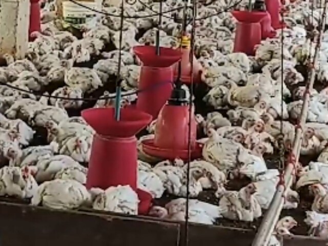 In Mysuru, Farmer Instals Special Irrigation System In Poultry Farm To ...