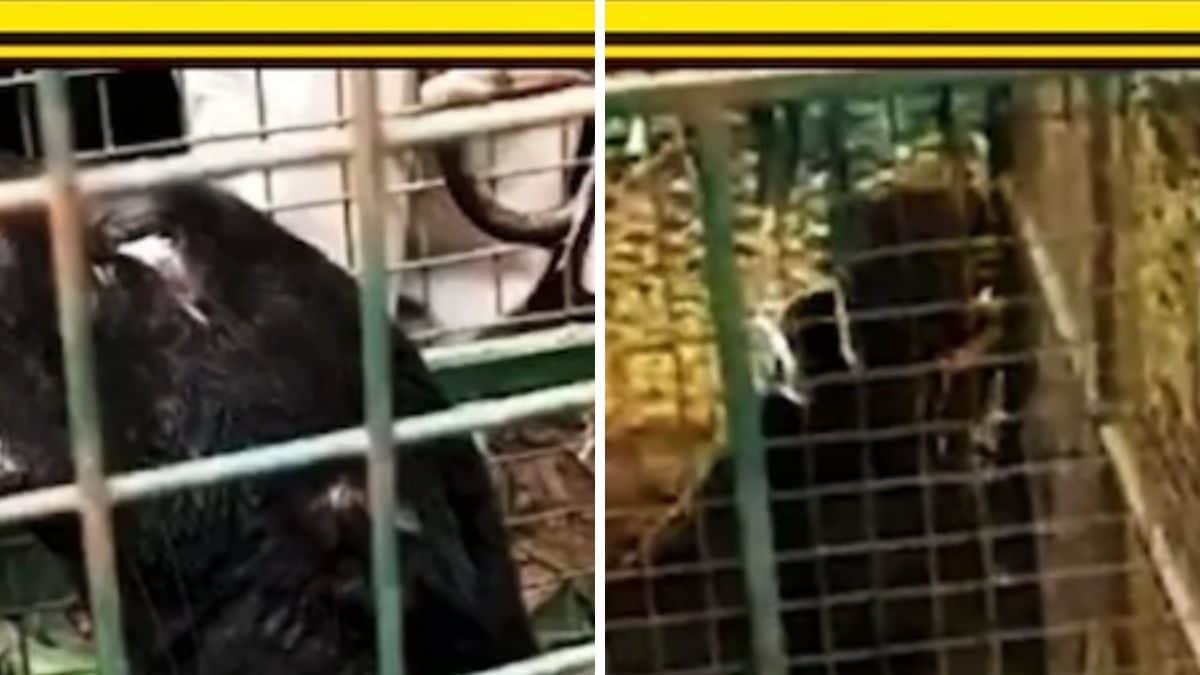 In Mangaluru, Dramatic Rescue Operation Saves Black Panther Trapped In ...