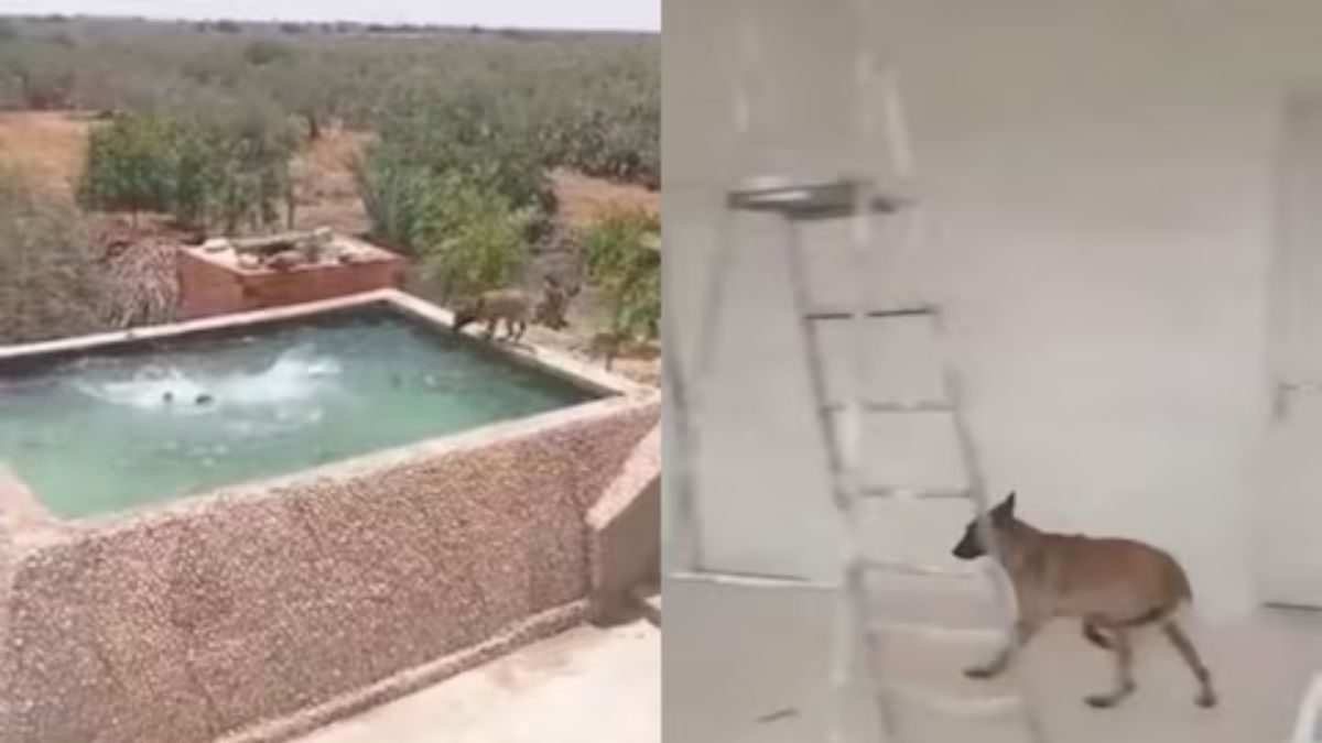 Watch: Dog Saves Owner Pretending To Drown In Swimming Pool | Viral ...