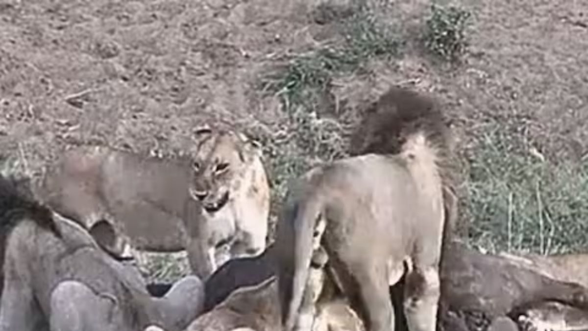 Watch: Buffalo's Close Shave With Lions | Viral News - News18