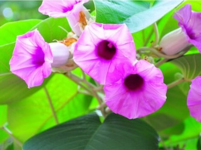 Soothing Nerves To Increasing Vitality, Health Benefits Of Medicinal ...