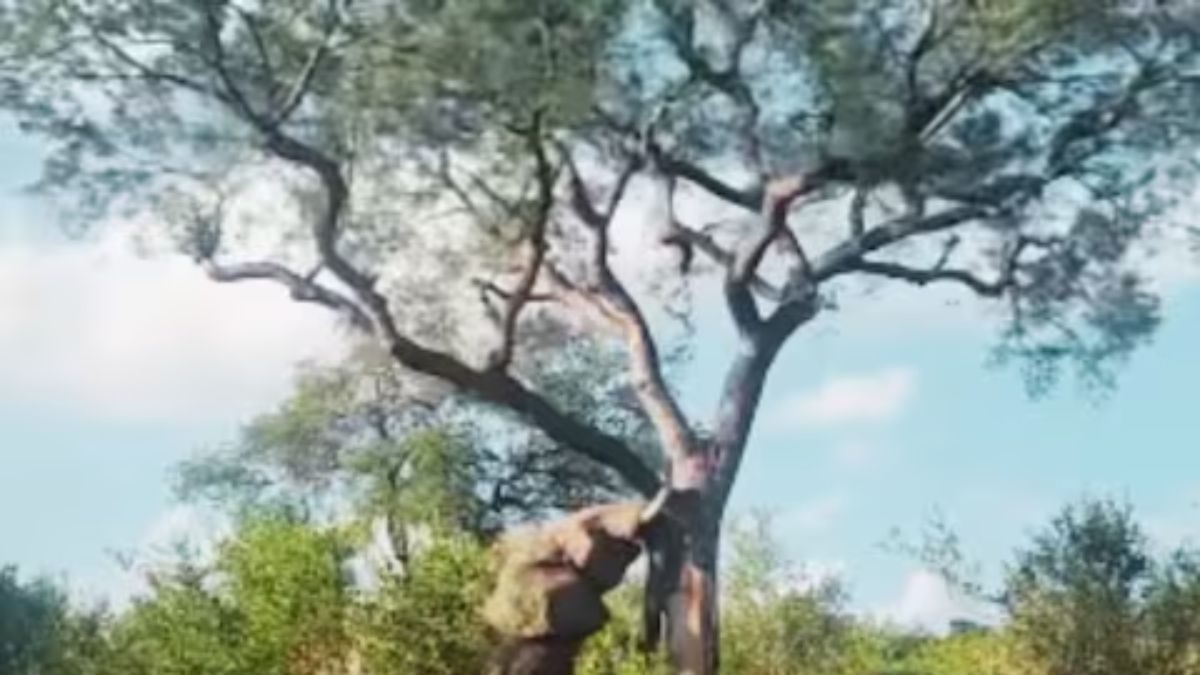 Video Of Elephant, Uprooting A Giant-sized Tree, Leaves Internet ...