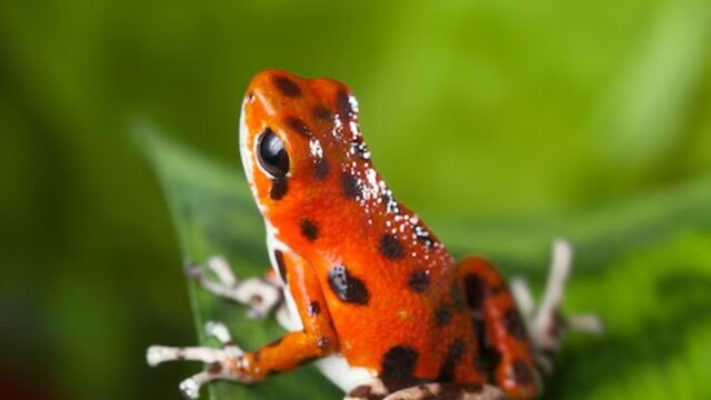 This Exotic Poisonous Frog, Found In Colombia, Costs Rs 2 Lakh | Viral ...
