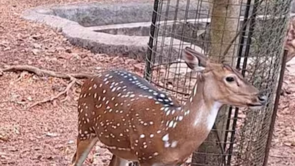 All About Kerala's Famous 165-year-old Thiruvananthapuram Zoo | India ...