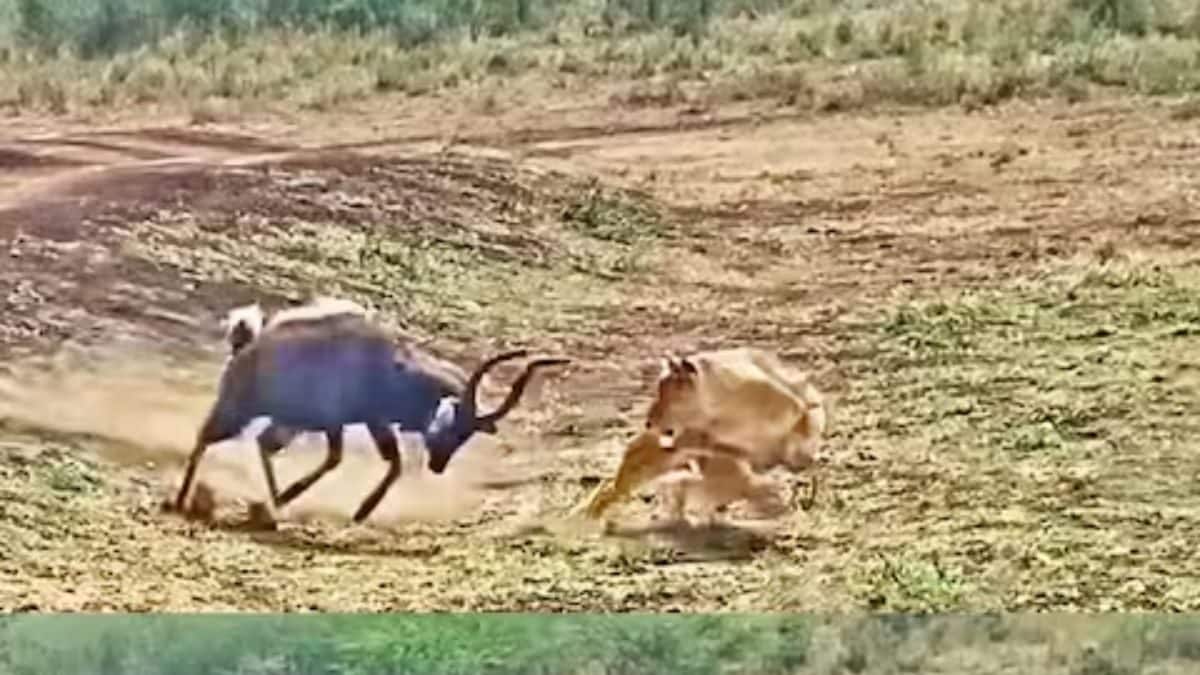 Watch: Lion And Antelope’s Face-off Has A Shocking End | Viral News ...