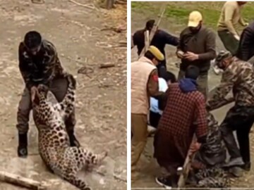 On Cam | Leopard Attacks Wildlife Official While They Tried to Capture ...