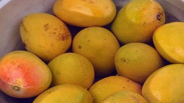 Why Mangoes Should Be Soaked In Water Before Eating | Lifestyle News ...
