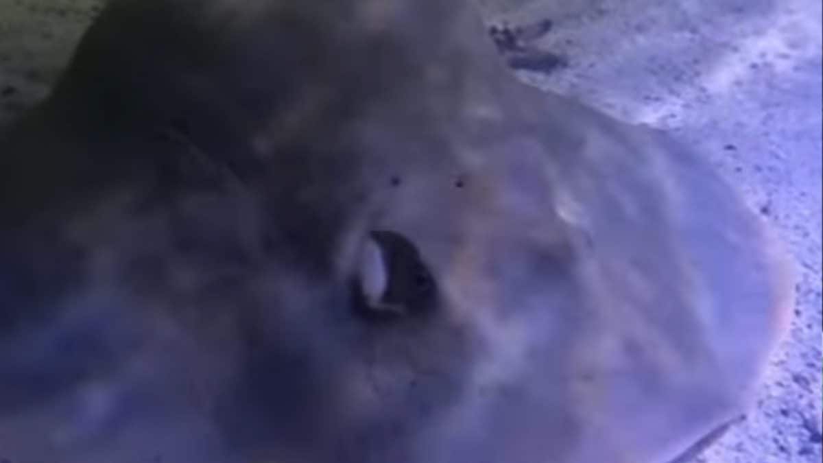 ‘Virgin’ Stingray Undergoes Another Body Change During Pregnancy ...