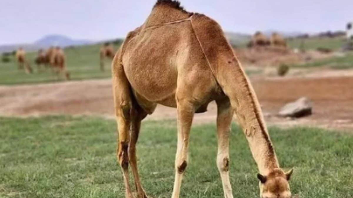 Watch: Saudi Desert Is Turning Green Due To Heavy Rains | Viral News ...