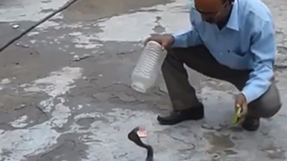Watch: Man Traps Snake In Plastic Container Like A Pro | Viral News ...