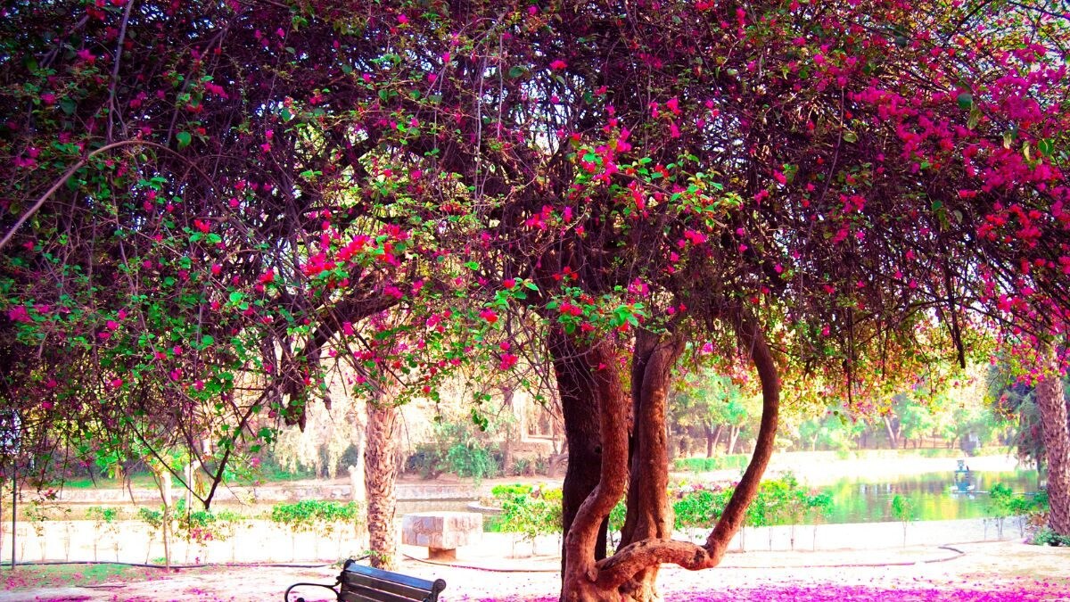 How is Spring Season Disappearing in India? Why February Marks the ...