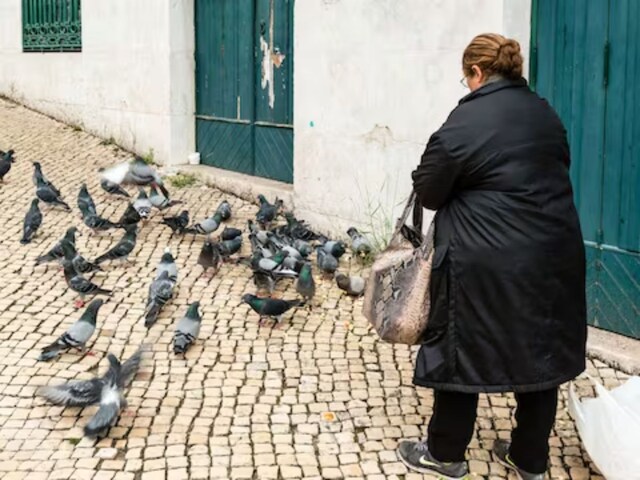 The Impact of Urban Wildlife on Lung Health: How Feeding Pigeons Can ...
