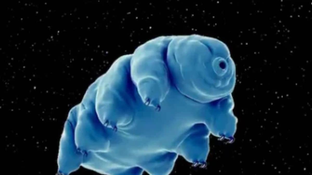 Proteins In Tardigrades Helpful For Slow Ageing If Induced In Humans ...