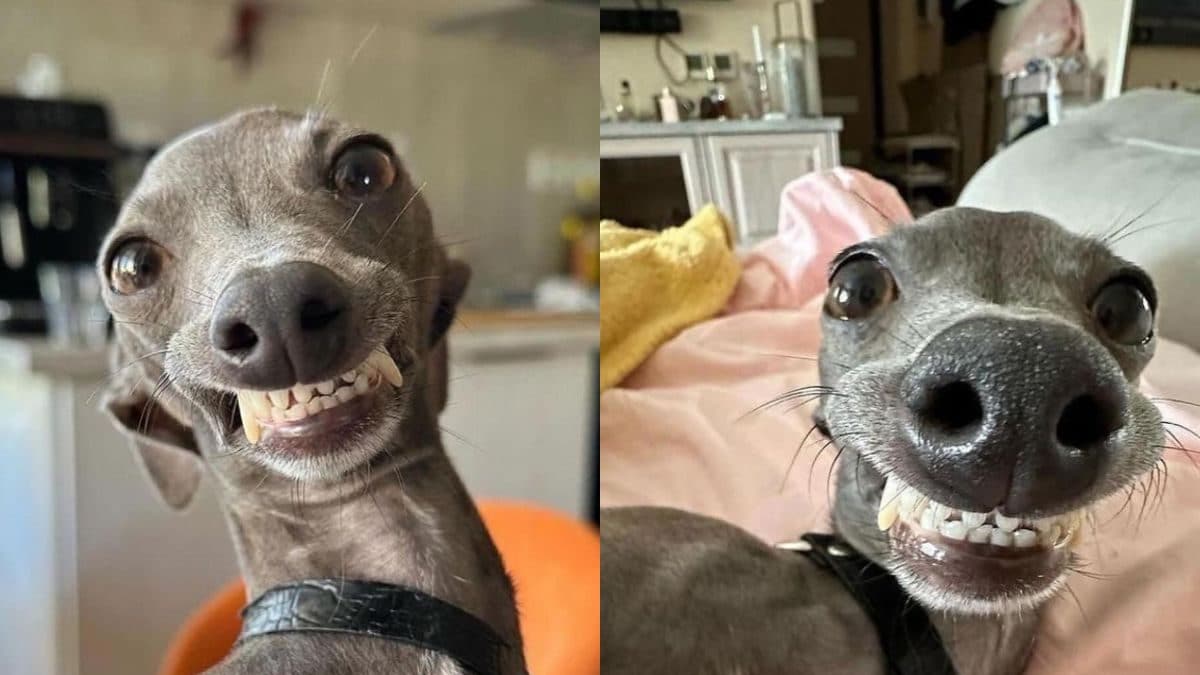 In A Bad Mood? Pictures Of This Greyhound Smiling For Camera Will Cheer ...