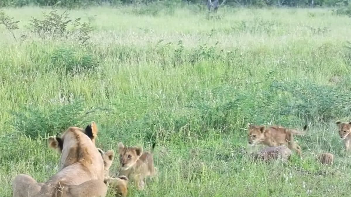 Video Of Mama Lion's Heartwarming Reunion With Her Cubs Is Too ...