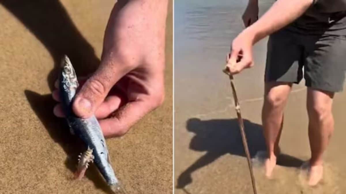Watch: Eerily Long Beach Worms Emerge From Australian Shorelines ...