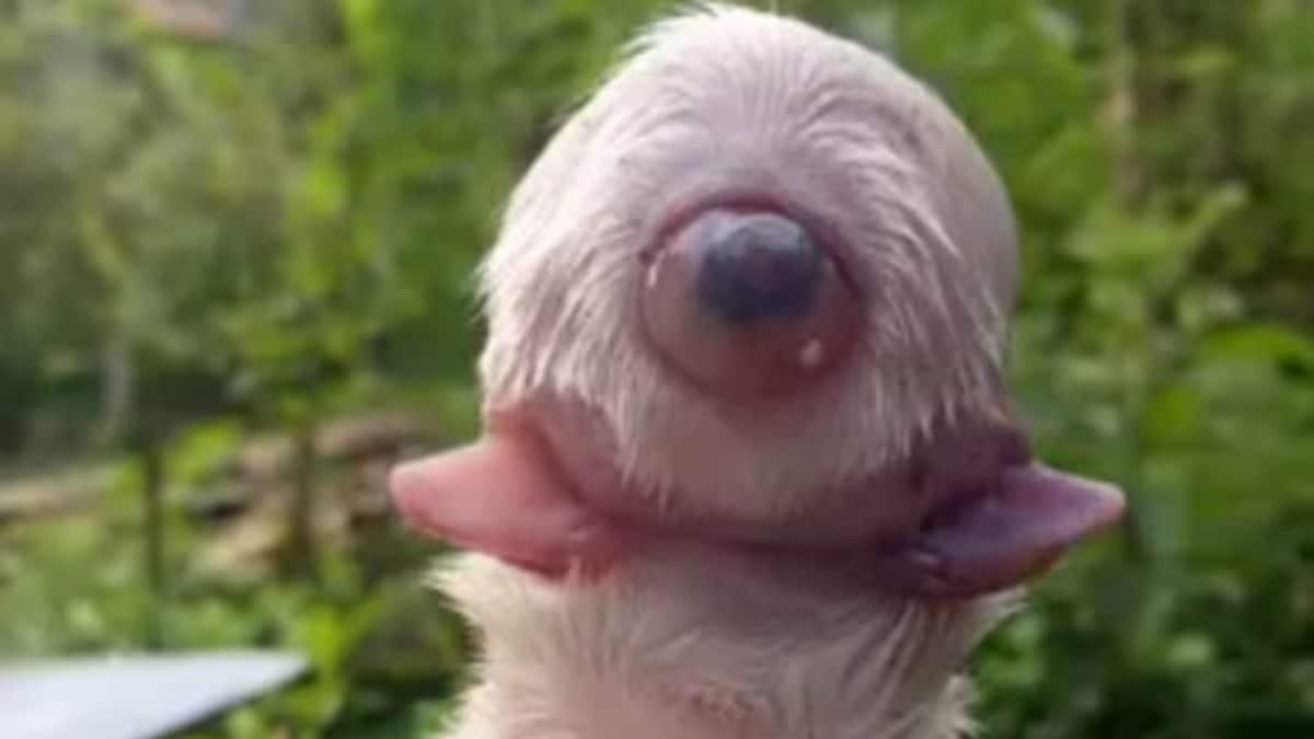 This 0.5 mm Insect Has Only One Eye But 12 Pairs Of Limbs | Viral News ...