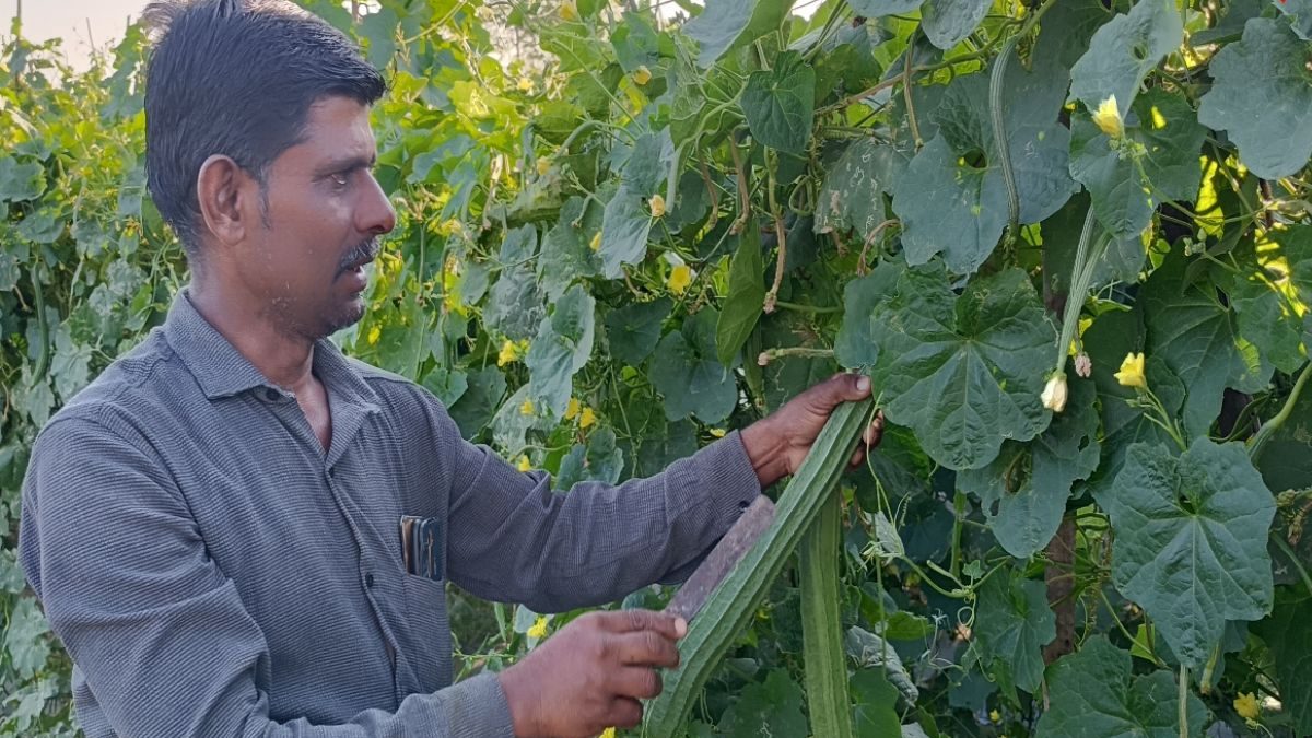 This Andhra Pradesh Farmer Cultivates Ridge Gourds Via Organic Farming ...