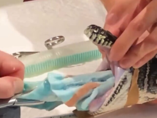 Old Video Of Python Swallowing Beach Towel Reminds Humans Why They ...