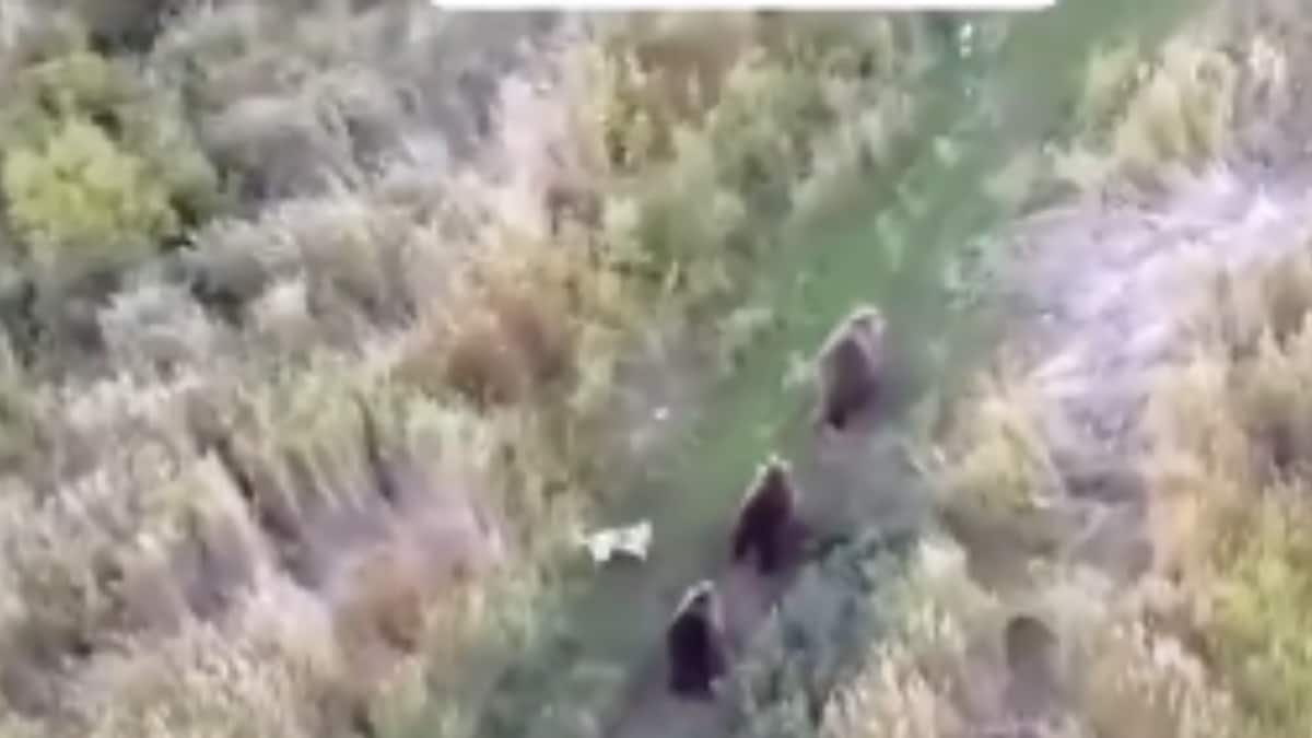 Watch: Pet Parents Search For Missing Husky Using Drone Only To Find ...