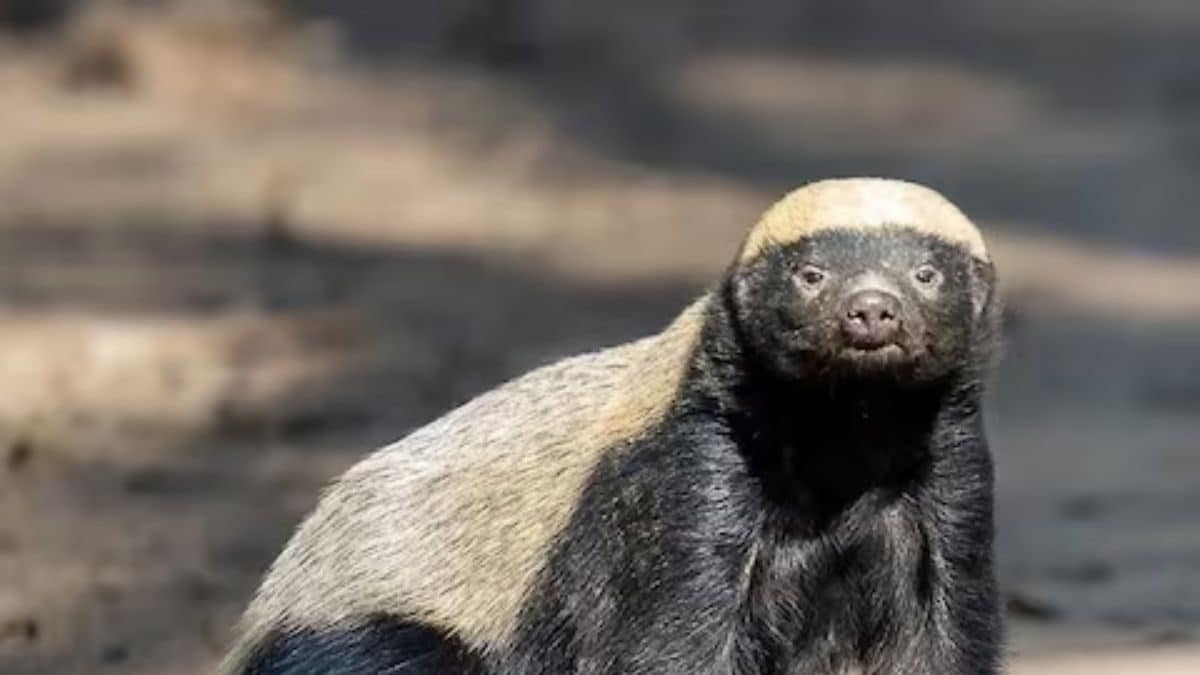 Not Lion Or Tiger, This Animal Deemed The Most Fearless In The World ...