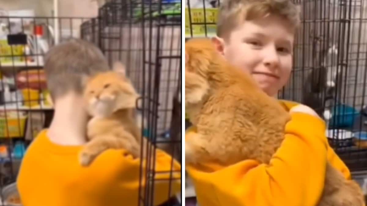 Watch: Boy Visits Adoption Centre, Cat 'Chooses' Him | Viral News - News18