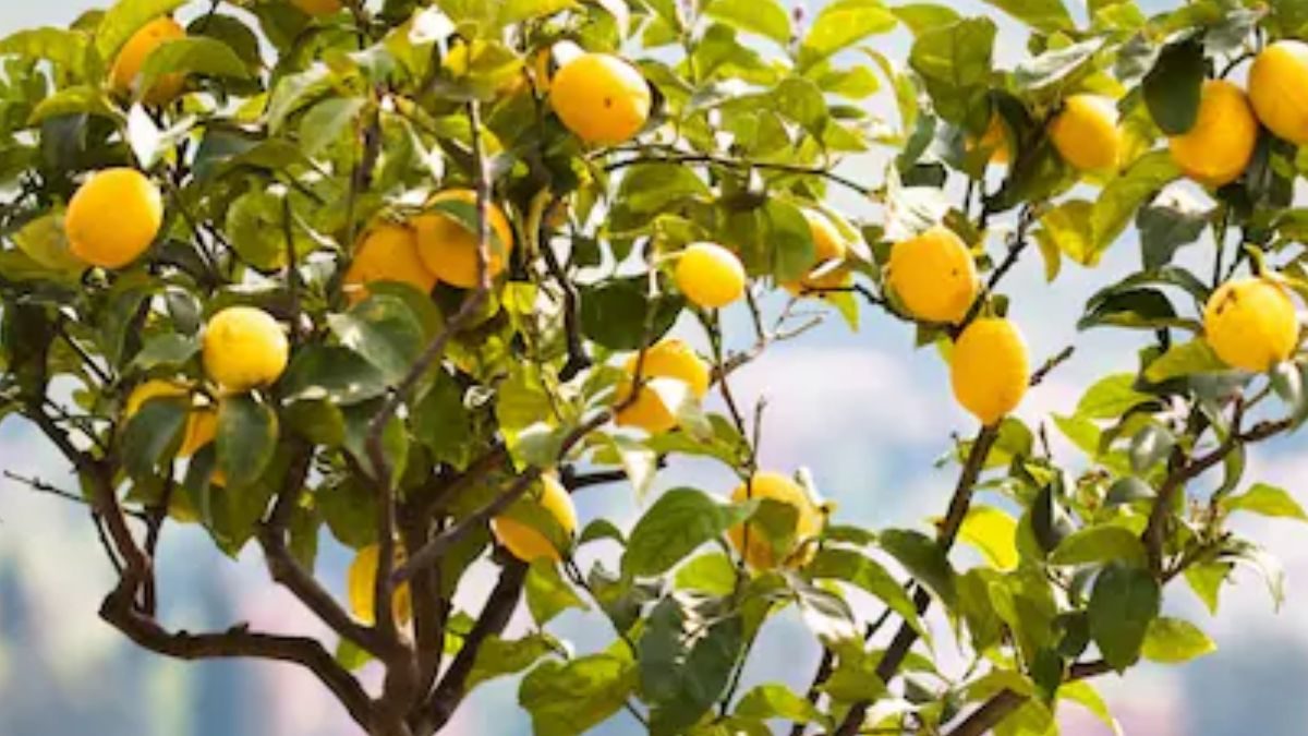 How To Grow Lemon Plant In A Pot At Home This Summer | Lifestyle News ...