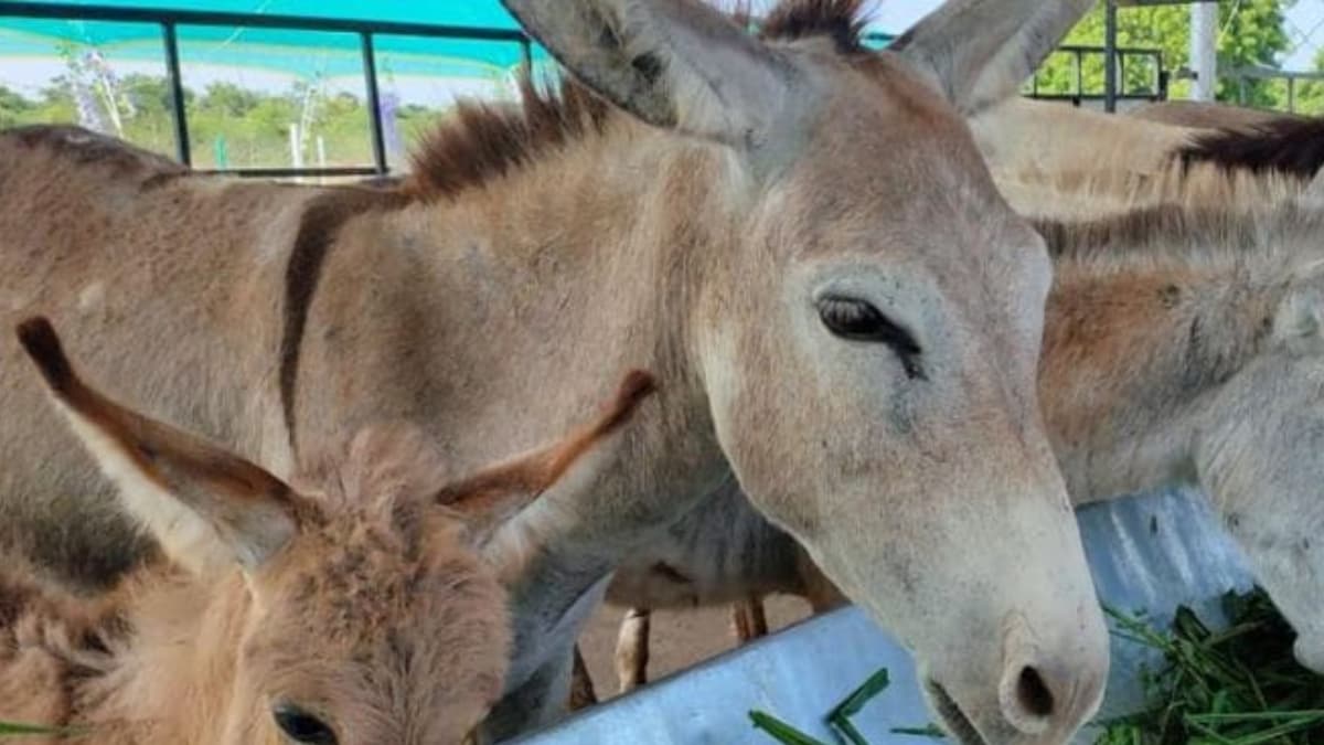 Gujarat Man Builds Successful Business By Selling Donkey Milk For Rs ...