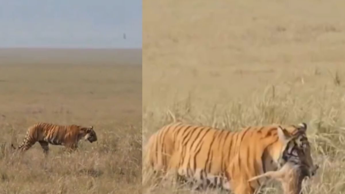 Spine-Chilling Encounter: Tiger Smells And Hunts Down Fawn Hiding In ...