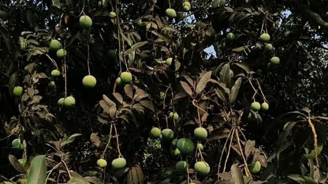 In Andhra Pradesh's Kakinada, Only One Tree Is Bearing Mangoes Amid ...