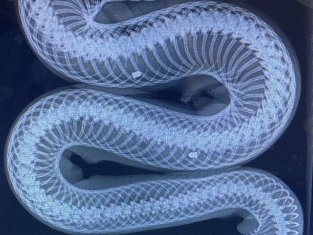 In Mangaluru, Python With 11 Air Gun Pellets Found Entangled In Net ...