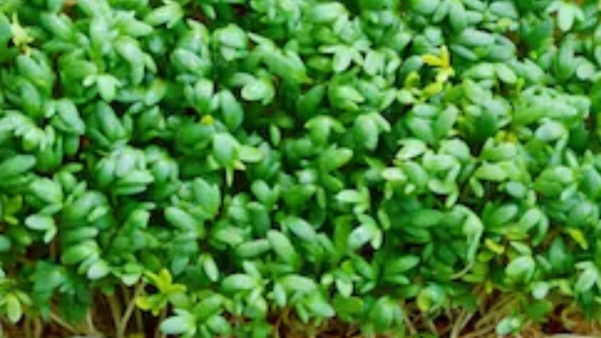 Removing Toxins To Boosting Immunity, Health Benefits Of Garden Cress ...
