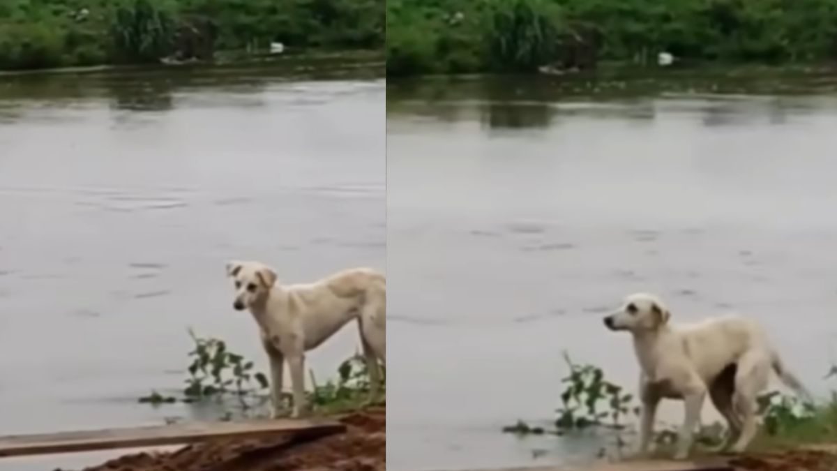 Watch: Dog’s Reaction To Man Helping It Cross A Bridge Is Unmissable ...