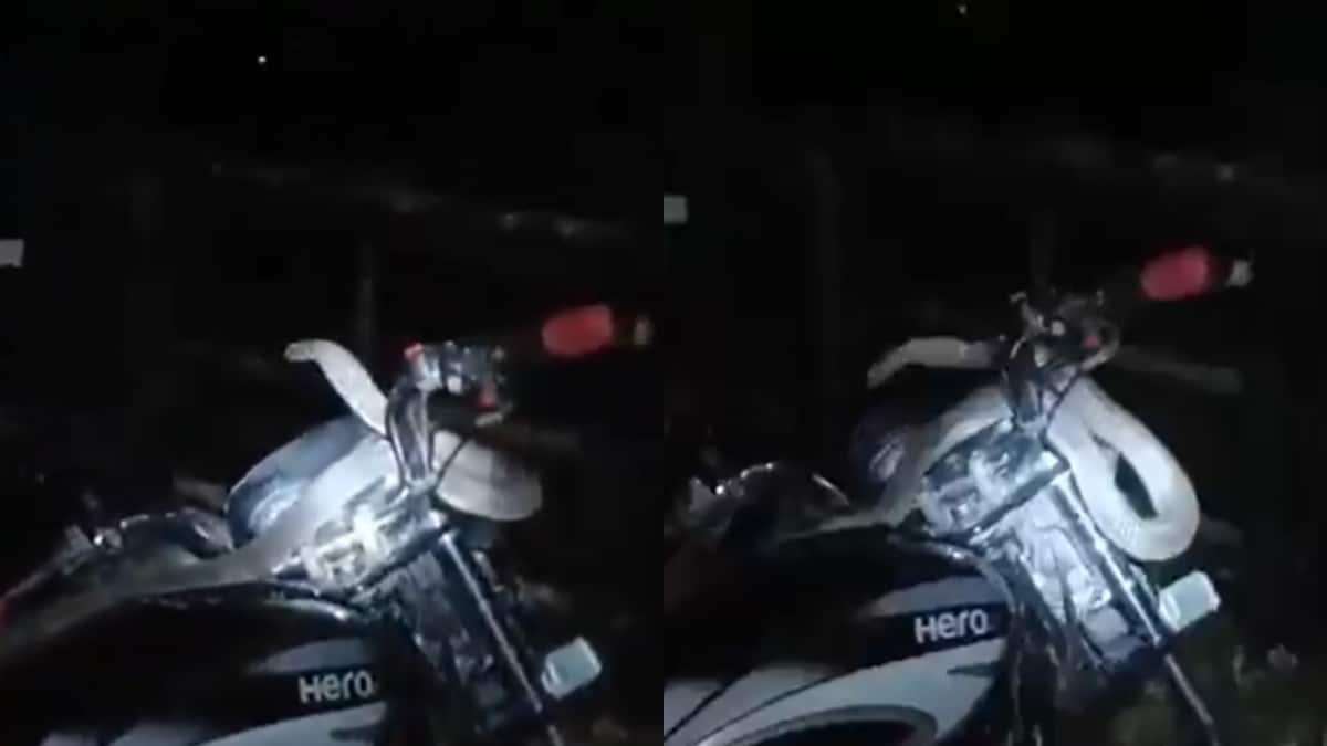 This Video Of Snake Slithering Over Bike Will Send Chills Down Your ...