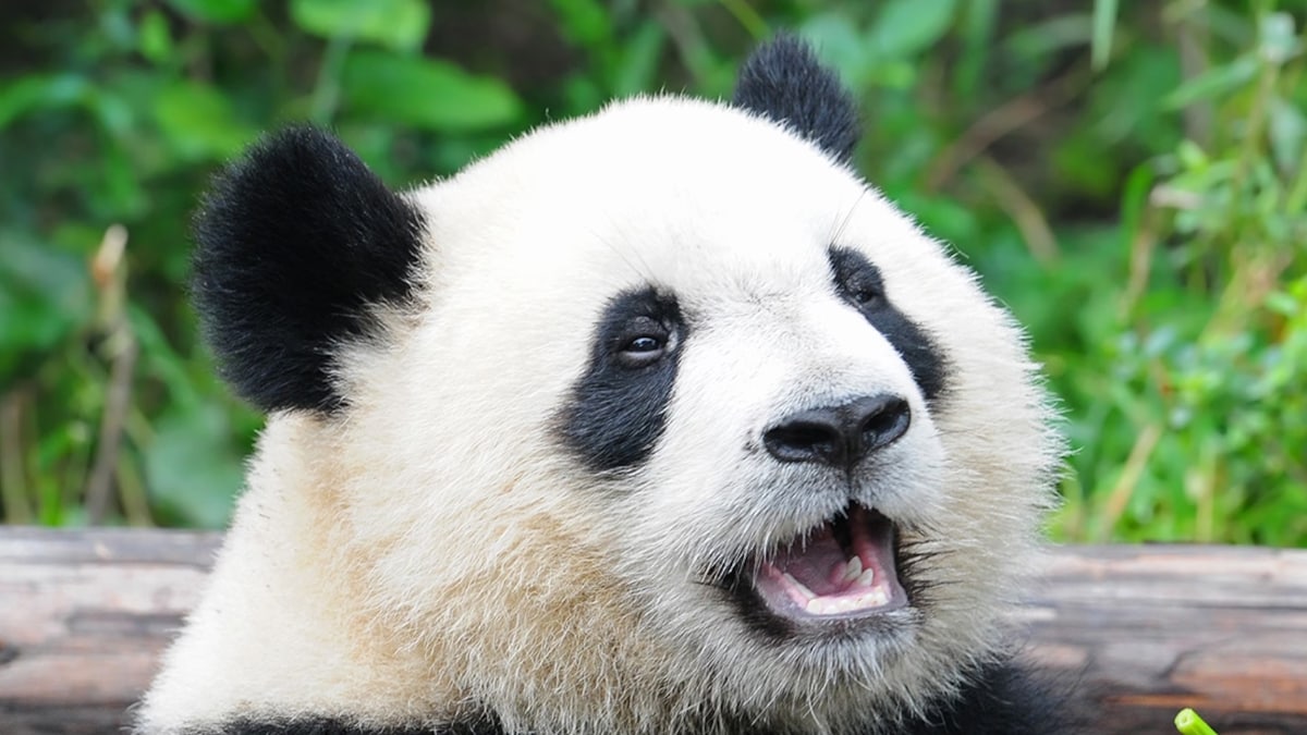 'You'll Always Be Our Baby': Fans Bid Farewell To South Korea's Beloved ...