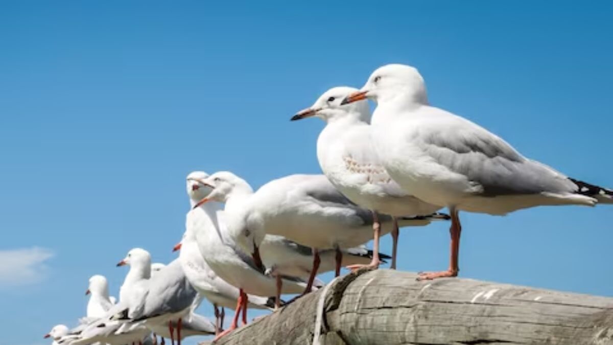 UK Pest Control Official Warns Seagulls Could Kill People With Their ...