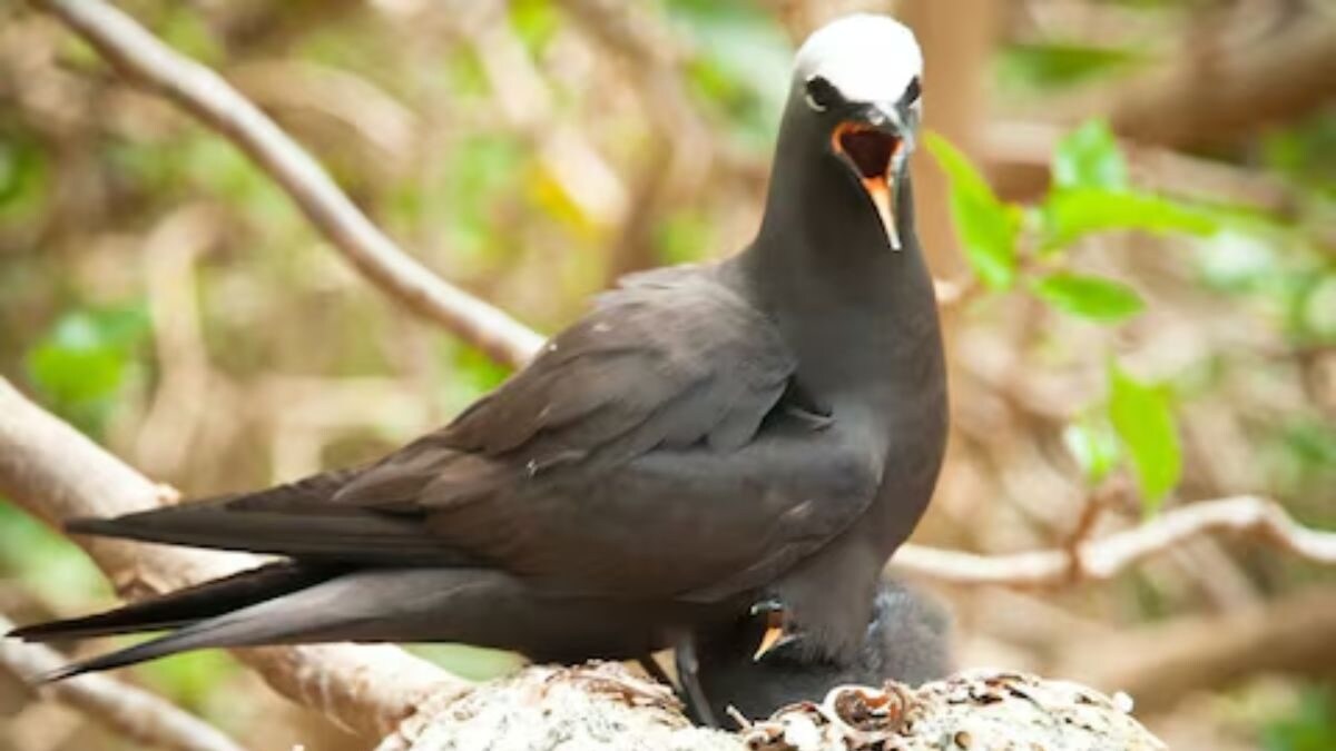 This Tree Kills Birds And Is Called A Birdcatcher - News18