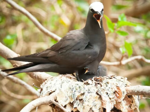 This Tree Kills Birds And Is Called A Birdcatcher - News18