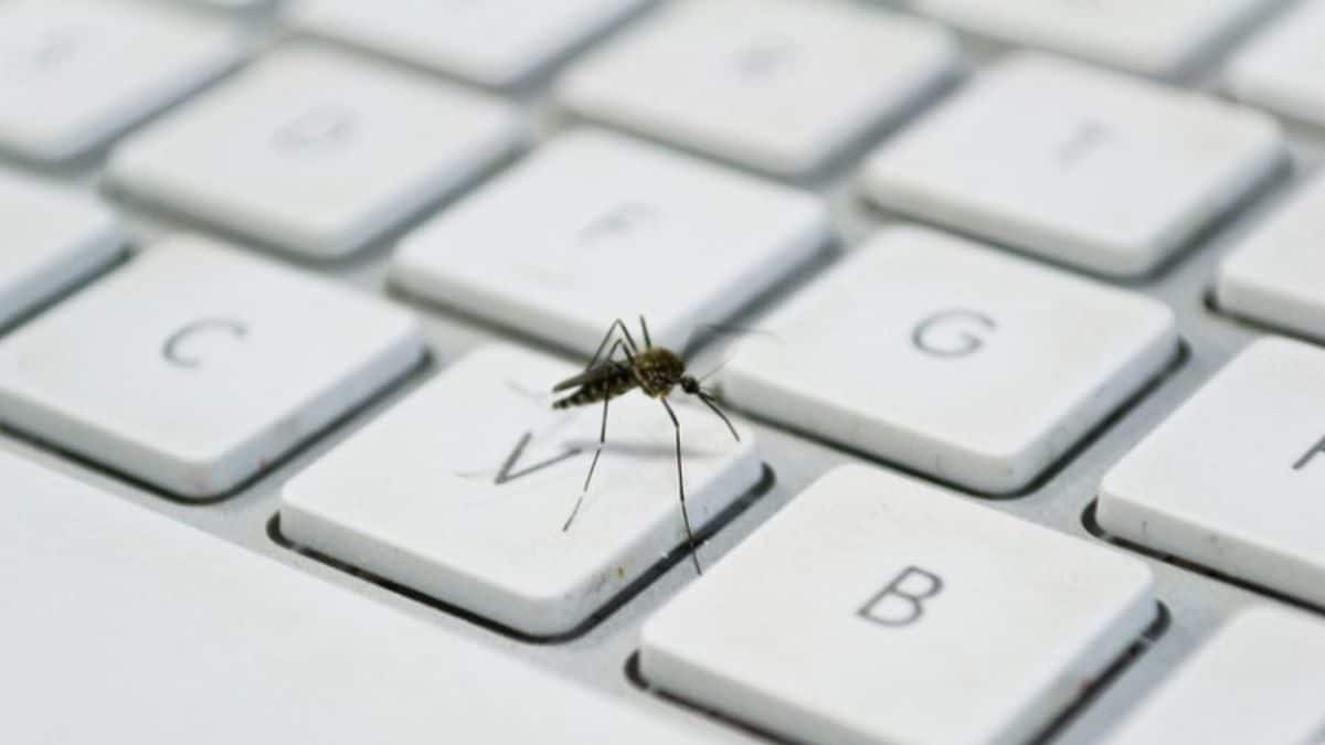 Is The Mosquito Typing For Real? This Viral Post Claims So | Viral News ...
