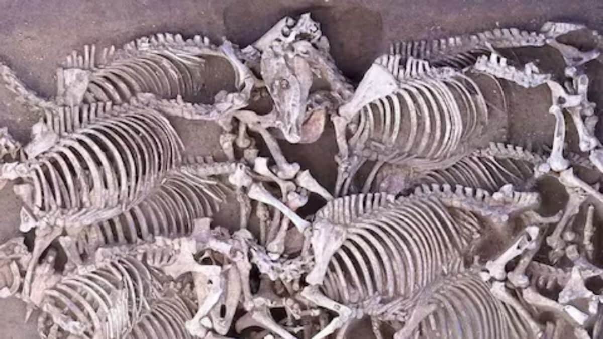 French Archaeologists Uncover Remains Of 28 Horses Buried 2,000 Years ...