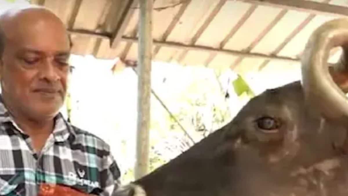 Meet Suprabha, The 37-Year Old Cow That Gorges On Sweets And Halwa ...