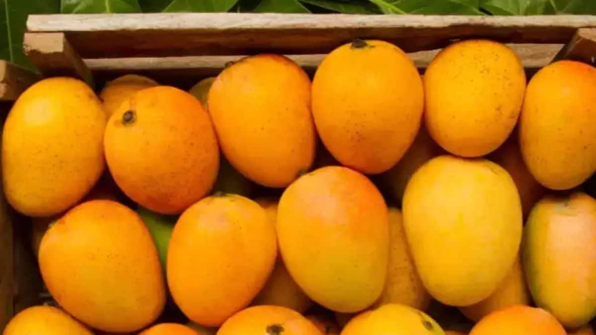 This Japanese Mango Variety Costs Nearly Rs 3 Lakh Per Kg, Will Now Be ...
