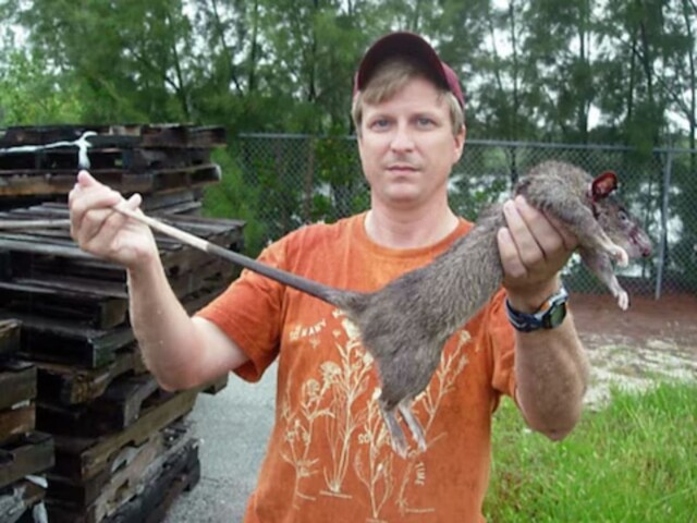 Meet Gambian Pouched Rat, One Of The World’s Largest Rodents - News18