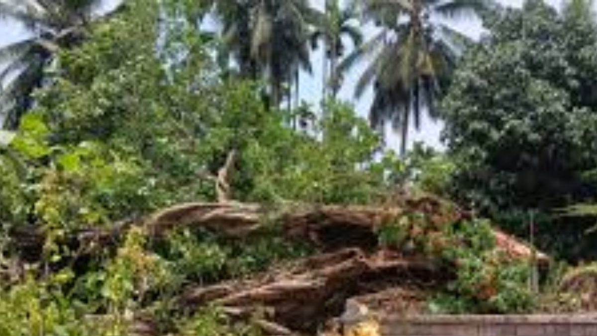 In Karnataka's Udupi, 800-year-old Tree Uprooted | India News - News18