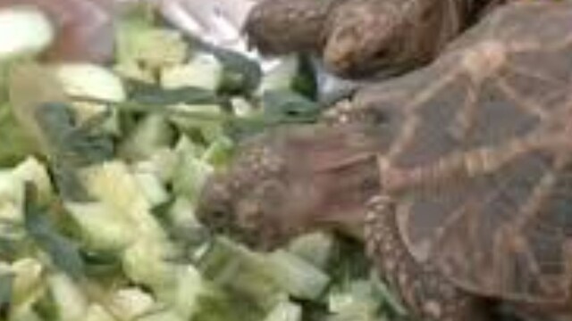 Puducherry Forest Dept Undertakes Measures To Protect Animals From ...