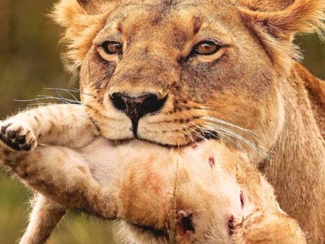 Why Do Lions Eat Their Cubs? Quora Users Explain - News18