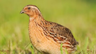 Why Eating Common Quail Meat Can Cost You Your Life | Viral News - News18