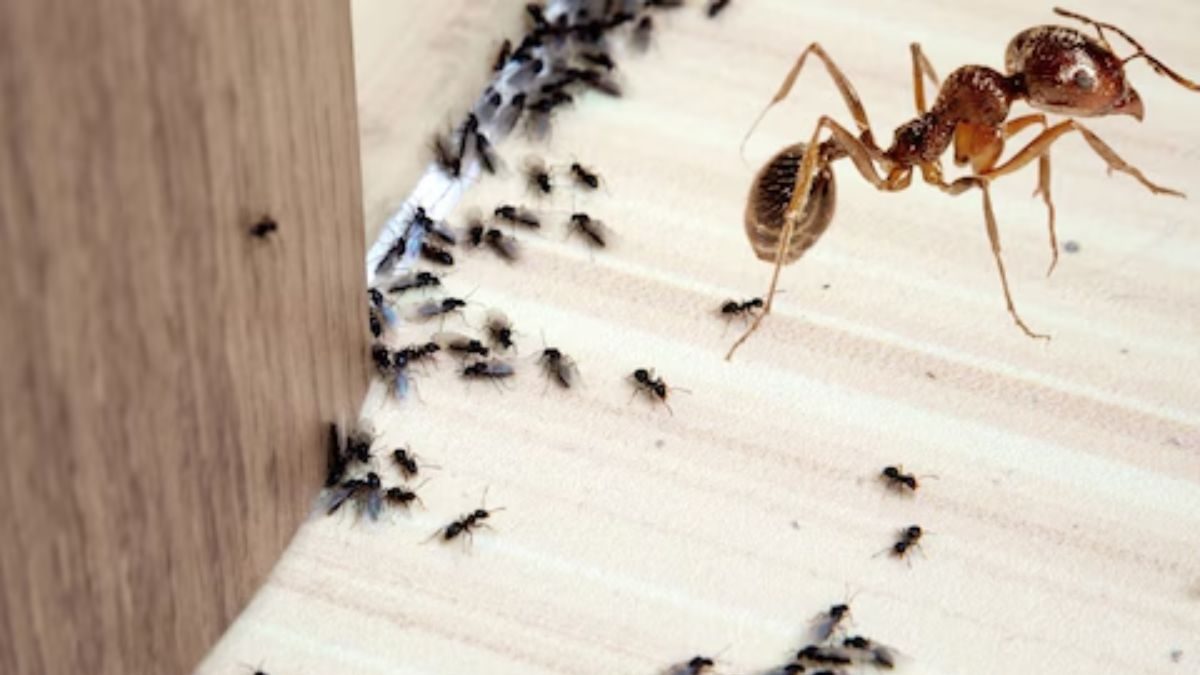 Lemony, Chocolaty To Sour Coconut, A Look At Different Ants And Their ...