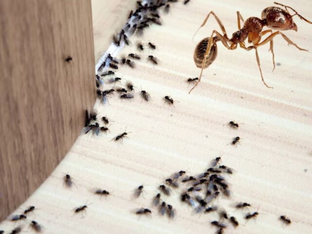 Lemony, Chocolaty To Sour Coconut, A Look At Different Ants And Their ...